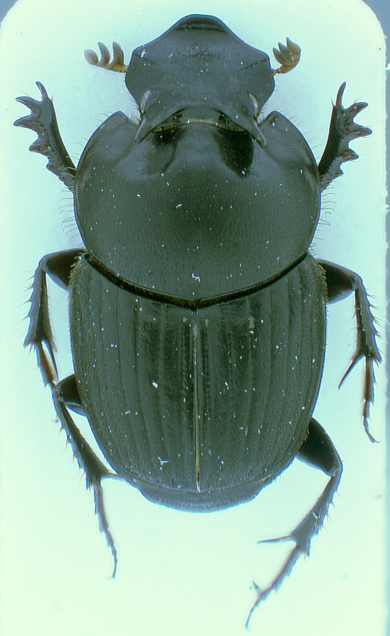 Media gallery | Scarabaeinae dung beetles